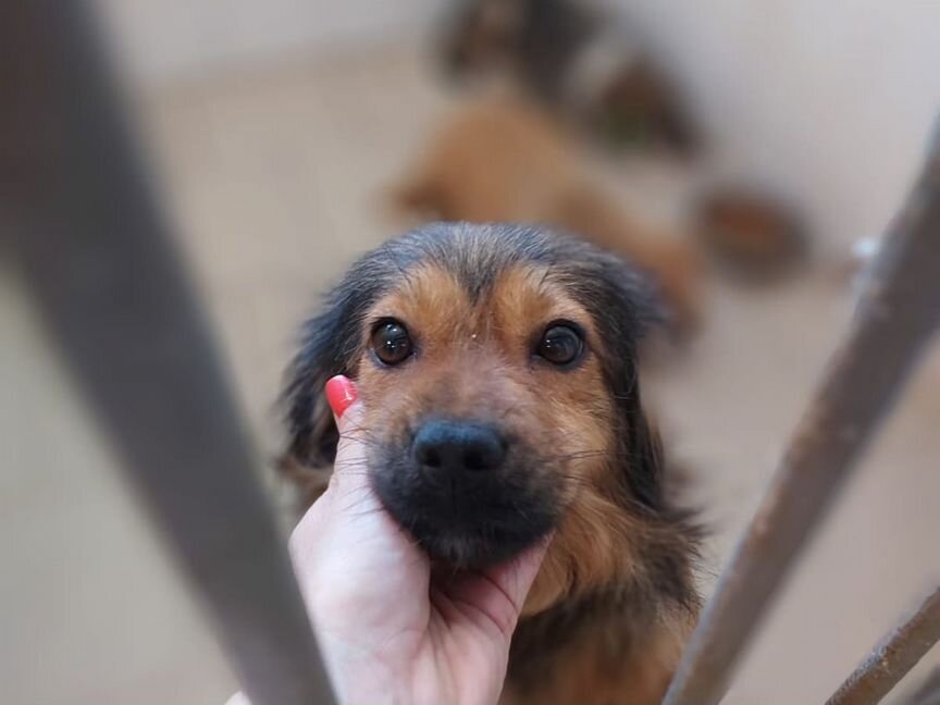 Маленькая собака в добрые руки