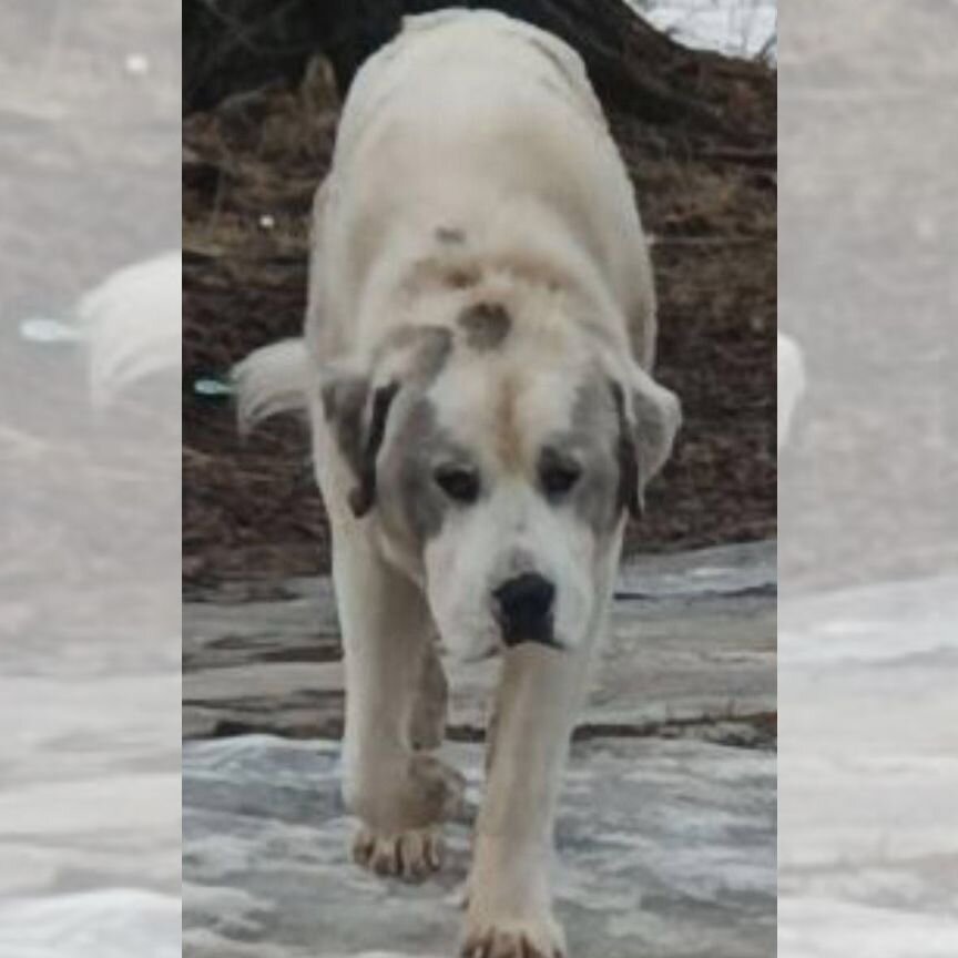 Алабай бесплатно