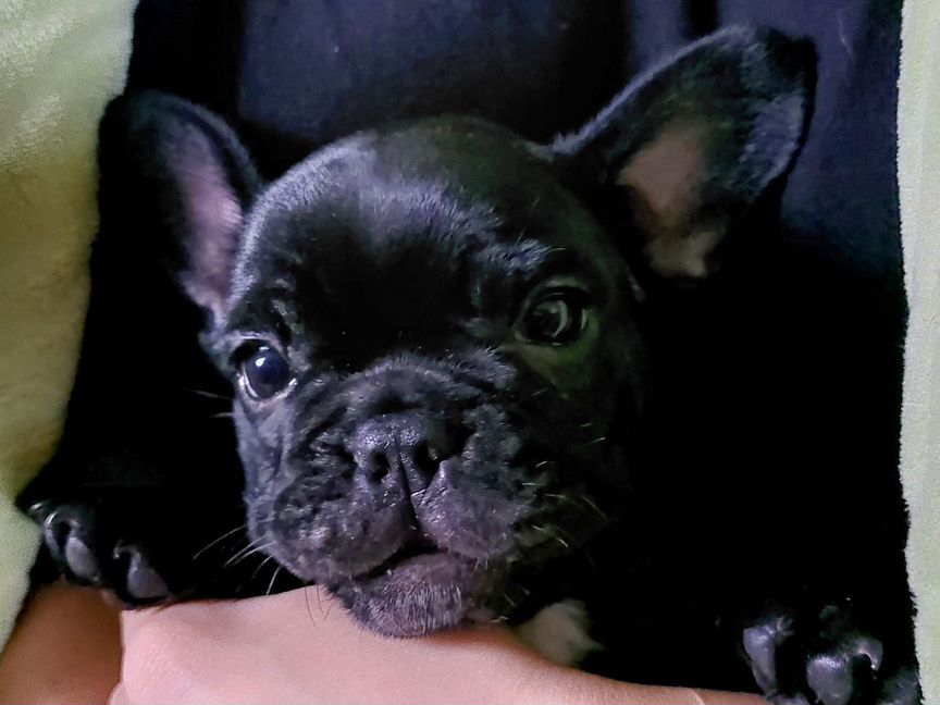 Французская бульдожка