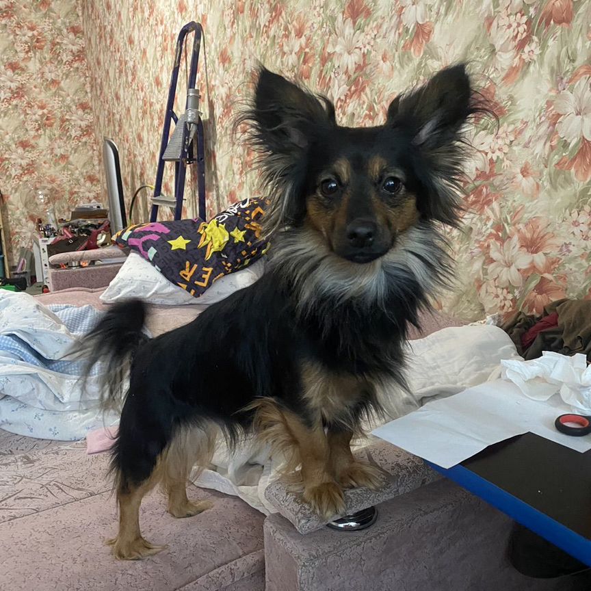 Отдам собаку в добрые руки