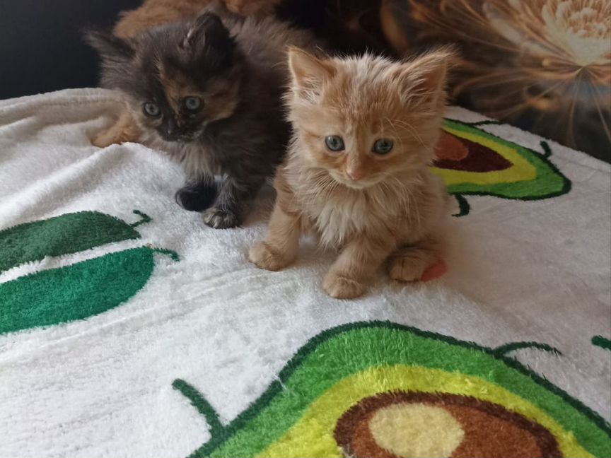 Котята курильского бобтейла