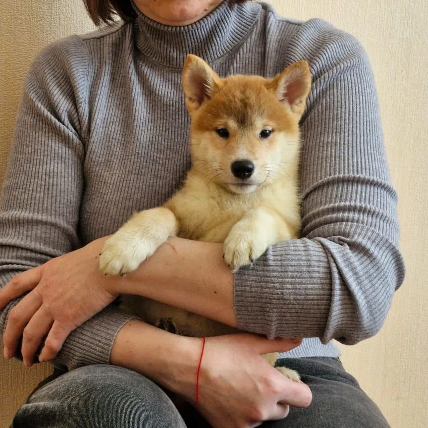 Сиба ину малыши