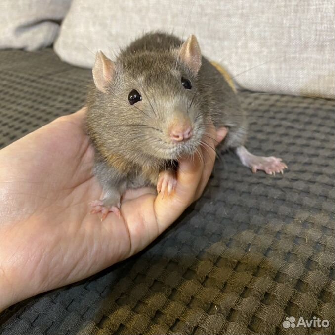 Декоративные крыски