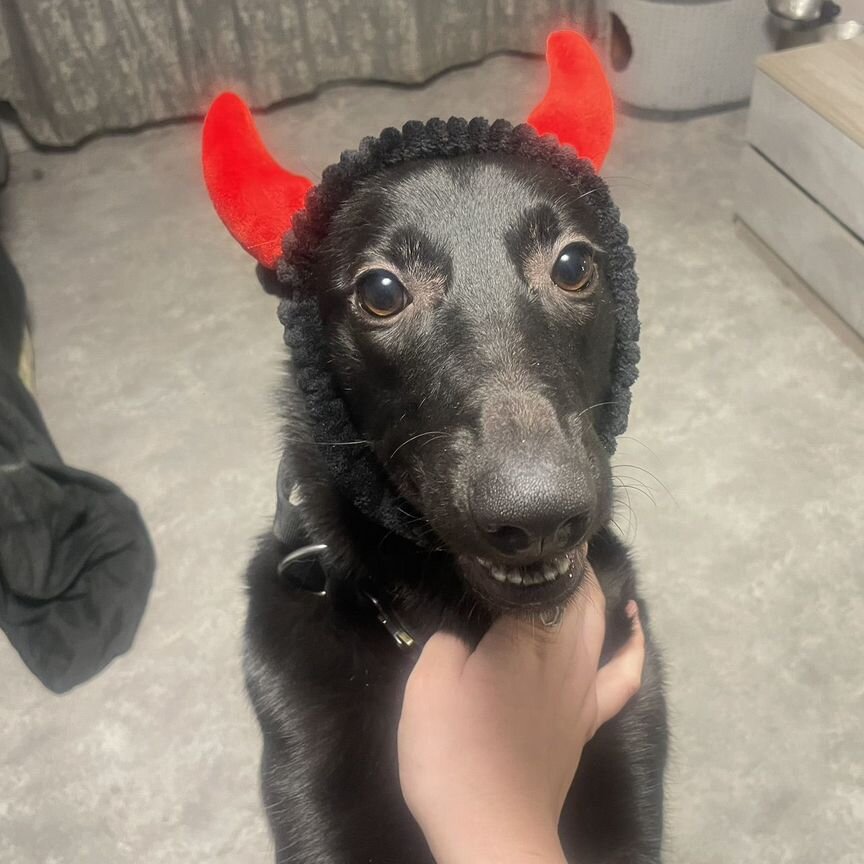 Немецкая овчарка, щенок