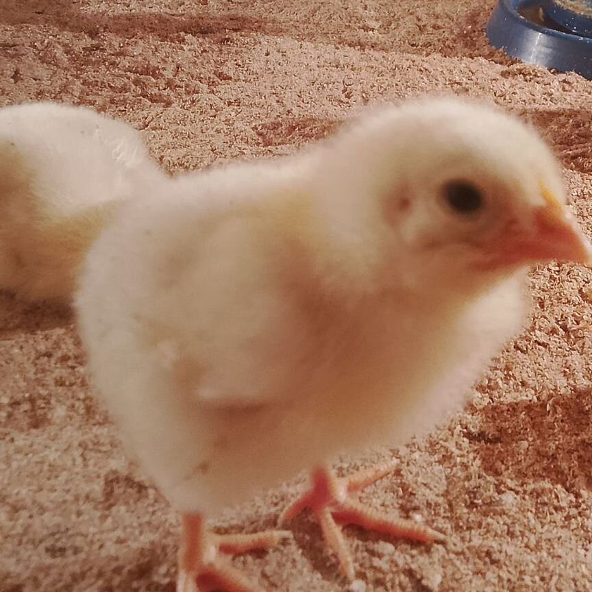 Цыплята бройлеры