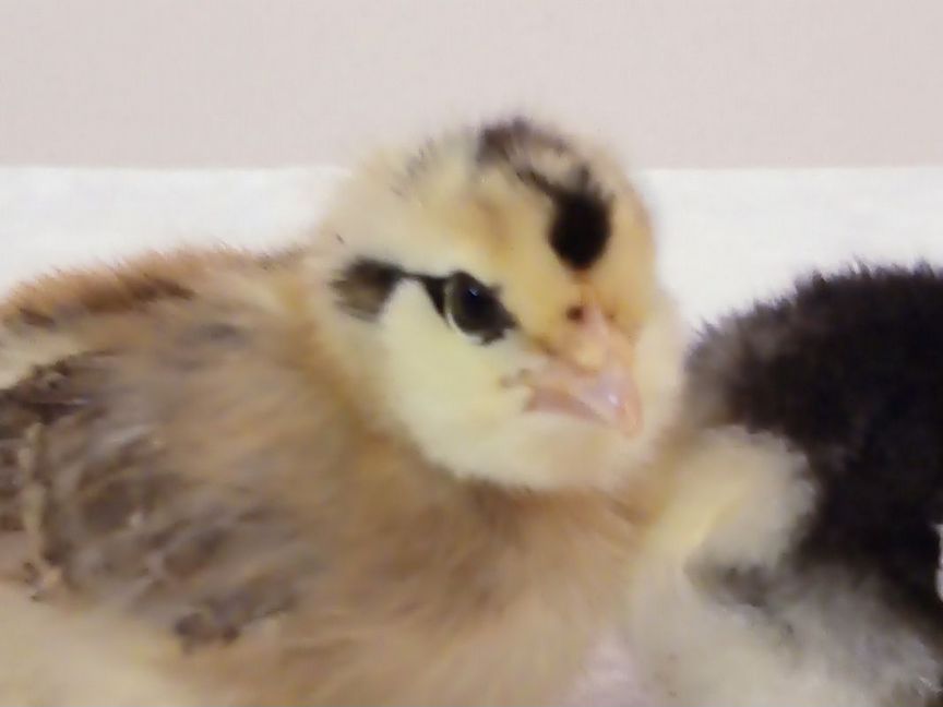 Цыплята суточные