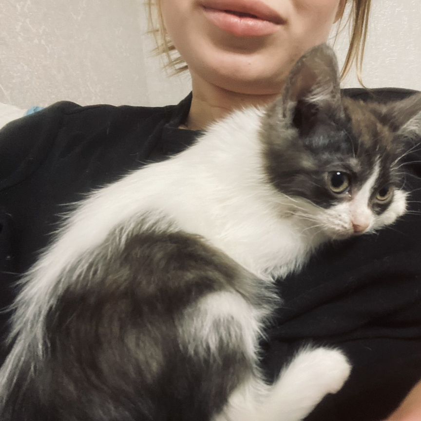 Котики бесплатно в добрые руки