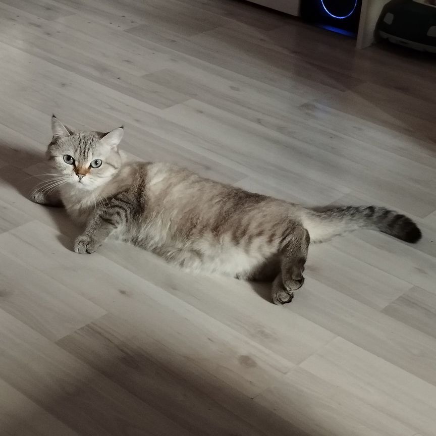 Шотландская кошка