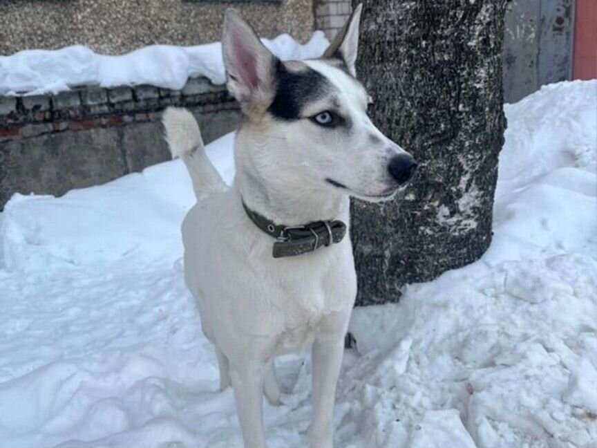 Собака в добрые руки хаски