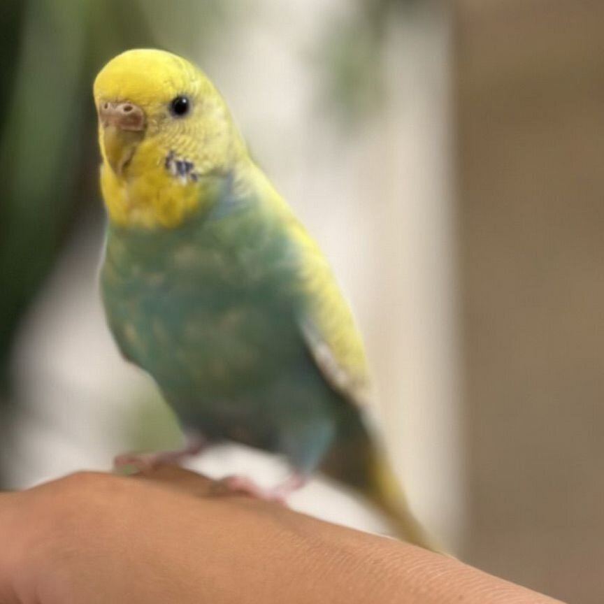 Попугай волнистый бесплатно