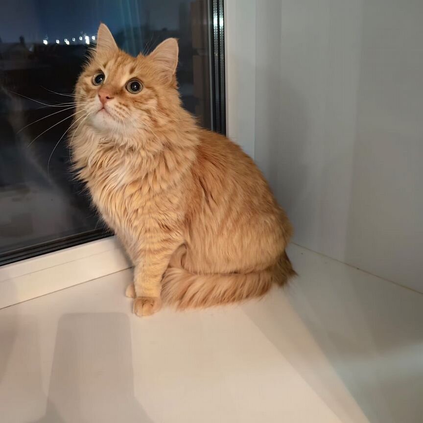 Породистый кот