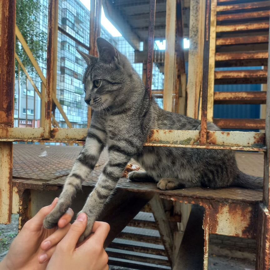 Котенок