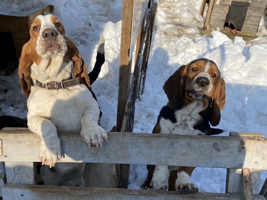 Басет хаунд