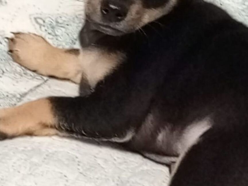 Той-терьер щенки