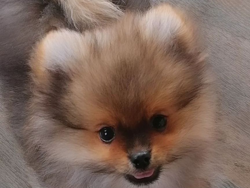 Померанский шпиц