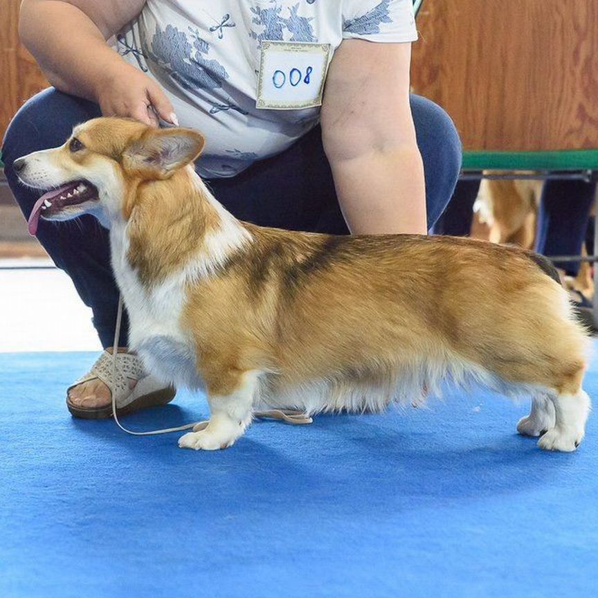 Вельш Корги Пемброк, взрослая собака