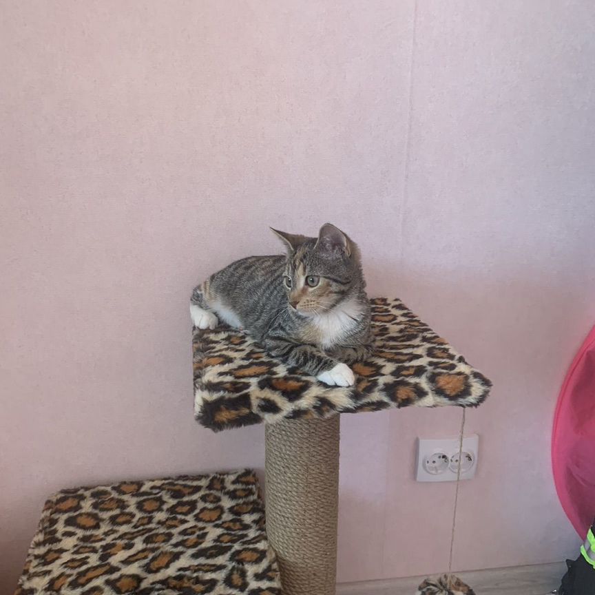 Кошка бесплатно