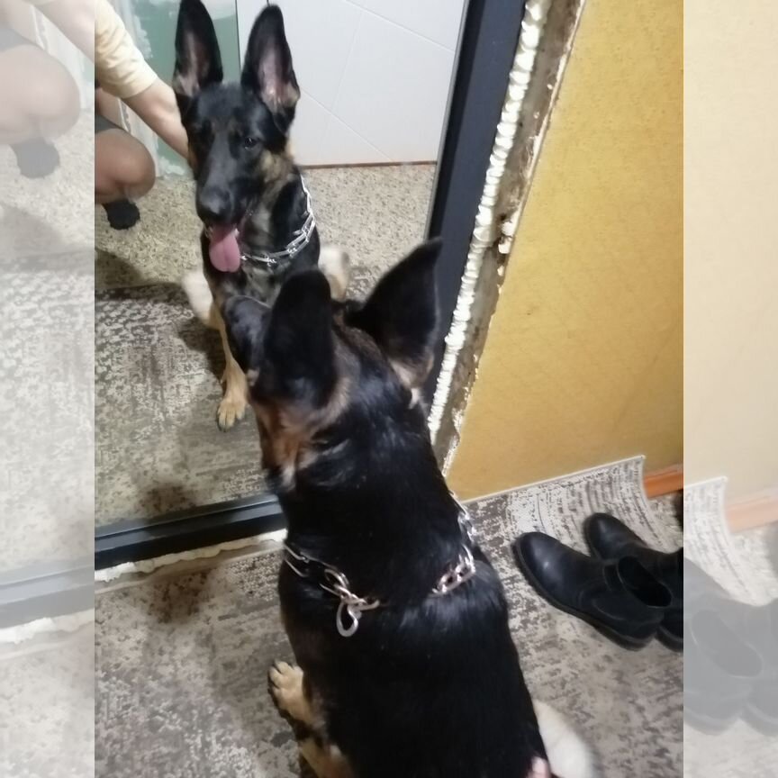 Найден щенок восточно-европейская овчарка