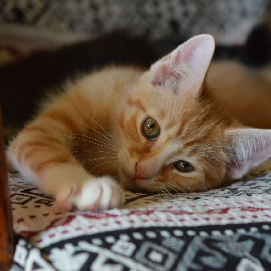 Котёнок в добрые руки