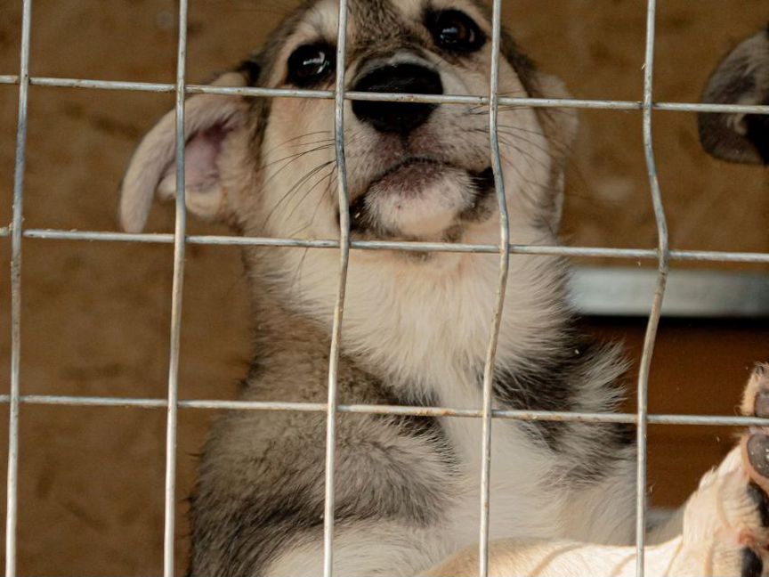 Хаски метис щенок Аляска 3,5 месяца