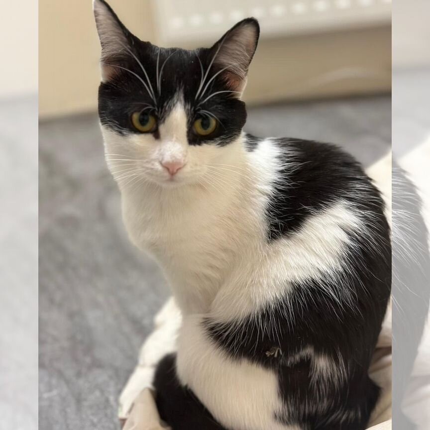 Кошечка для души и сердца