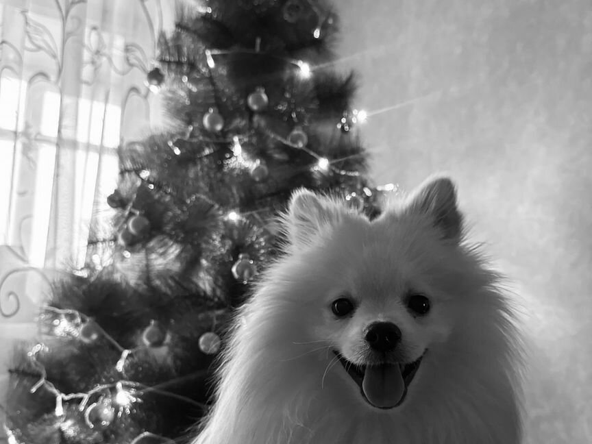 Собака щпиц