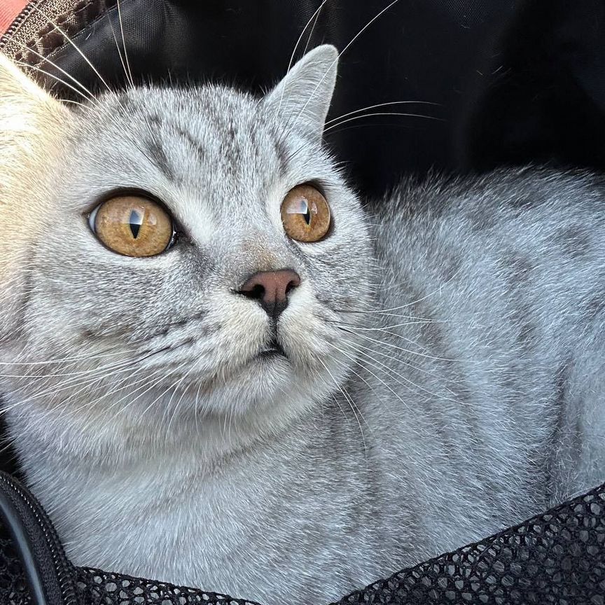 Британский котик