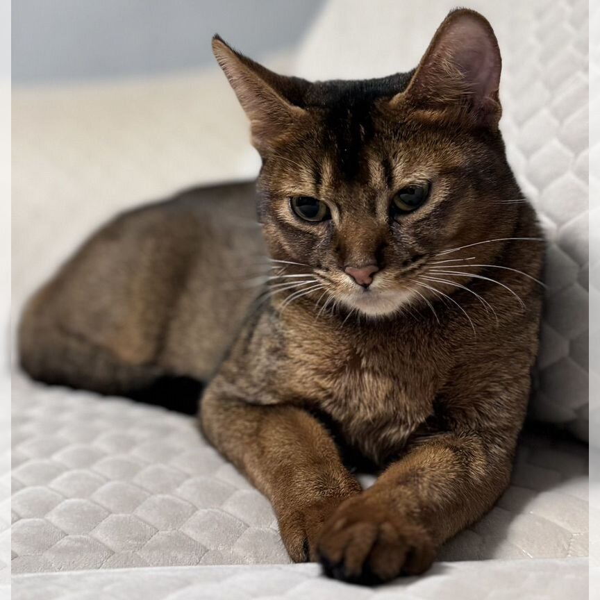 Котенок Чаузи