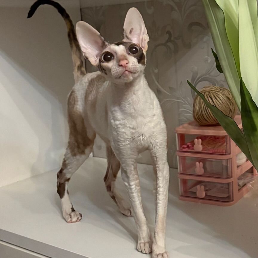 Корниш-рекс, взрослая кошка