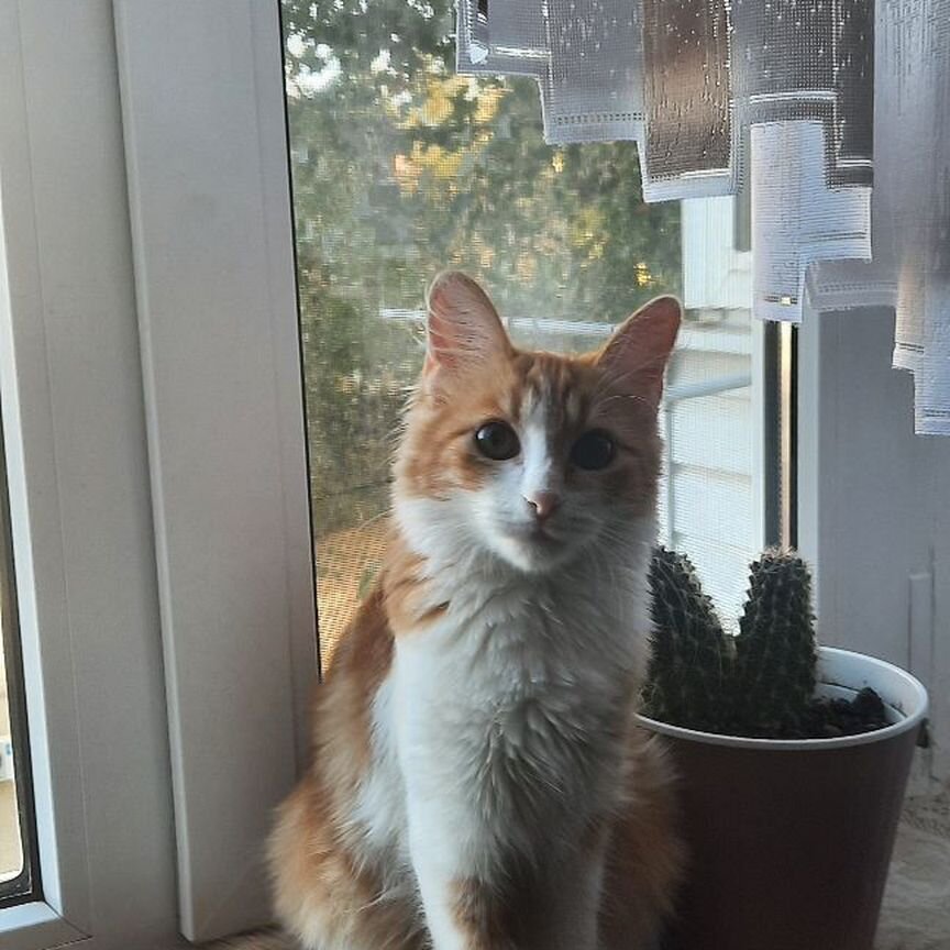 Кошечка. Пол года