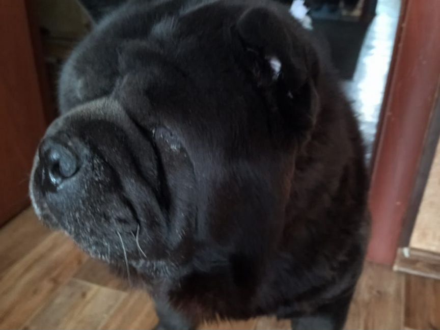 Чау чау чёрная