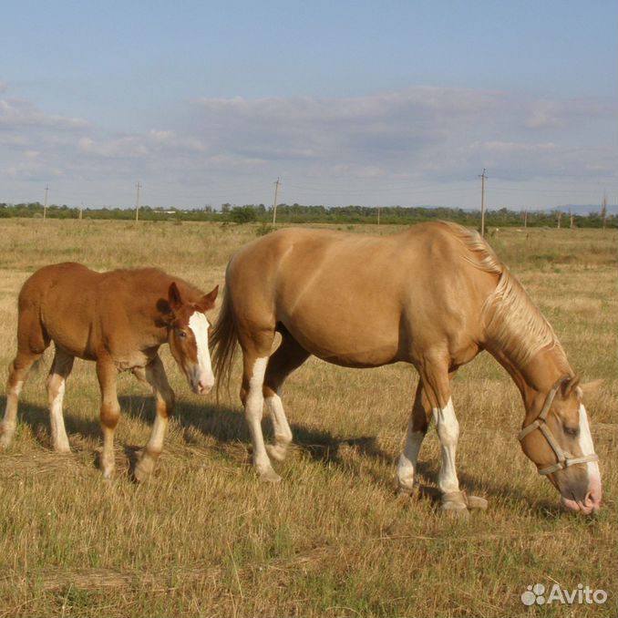 Лошади тяжеловозы