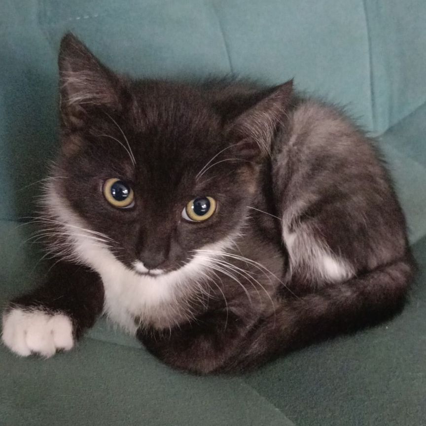 Котята в добрые руки бесплатно