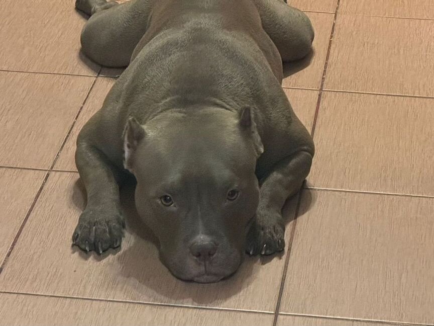 Девочка Американского булли