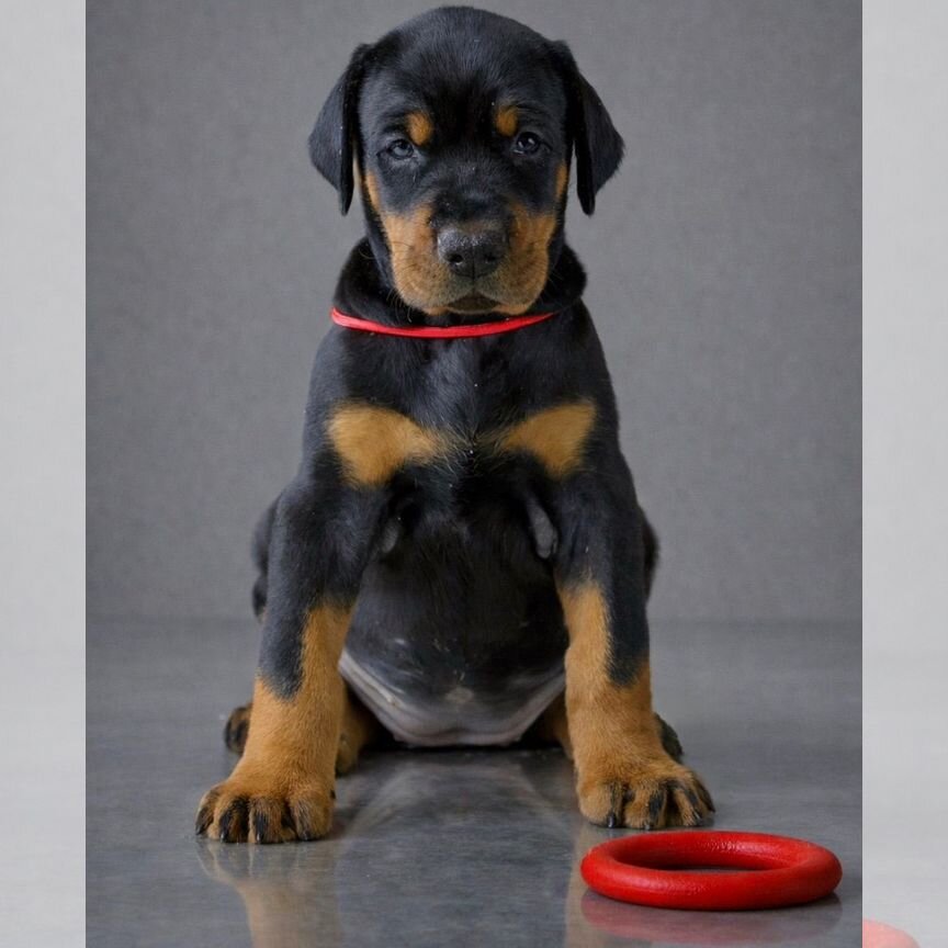 Доберман, щенок