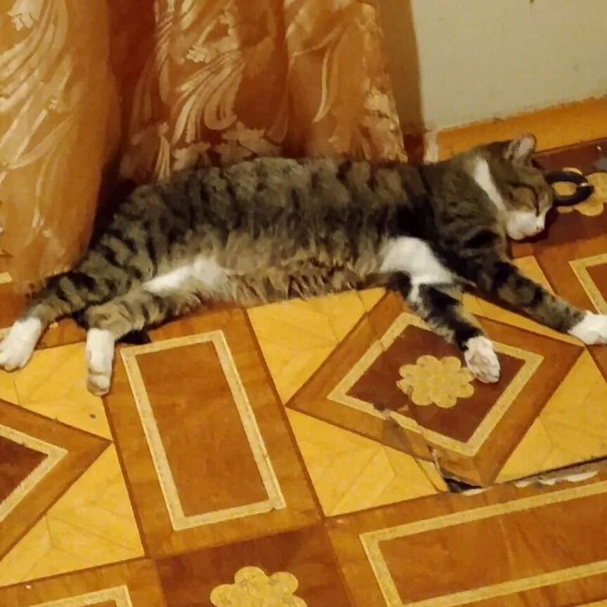 Взрослый кот в добрые руки