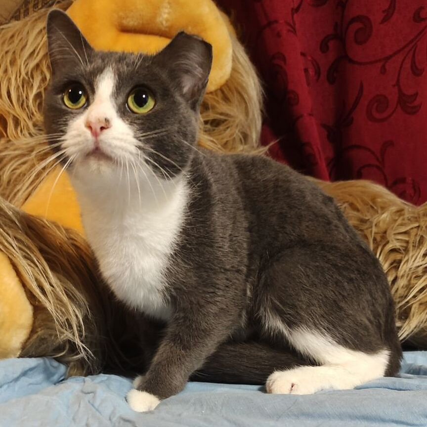 Кошечка в добрые руки