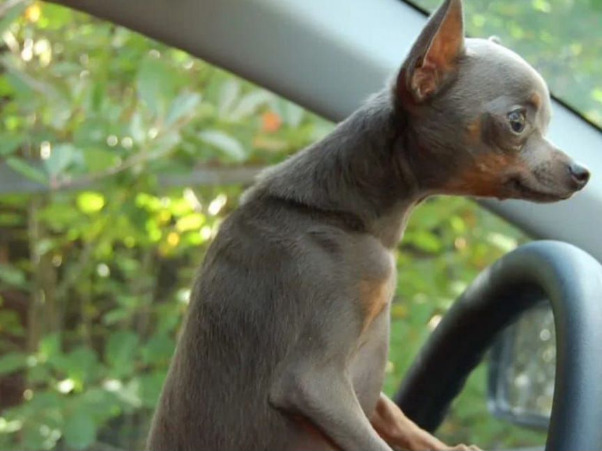 Продам пару той терьера