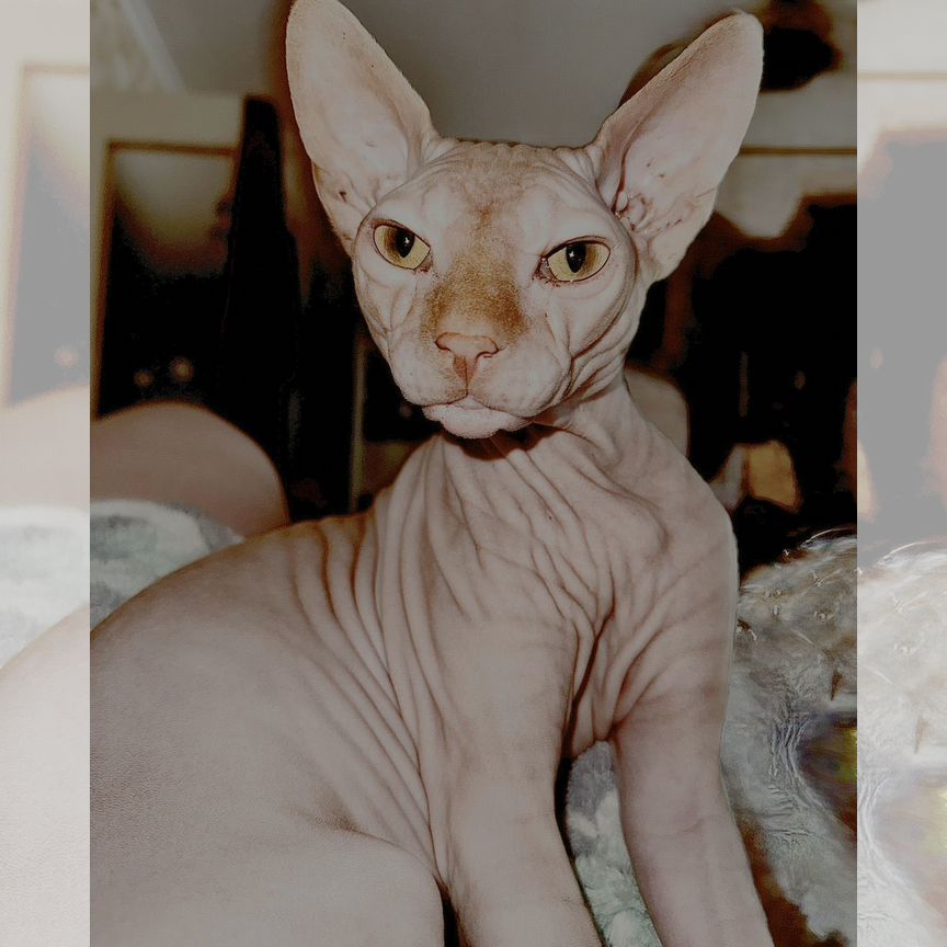 Канадский сфинкс, взрослый кот