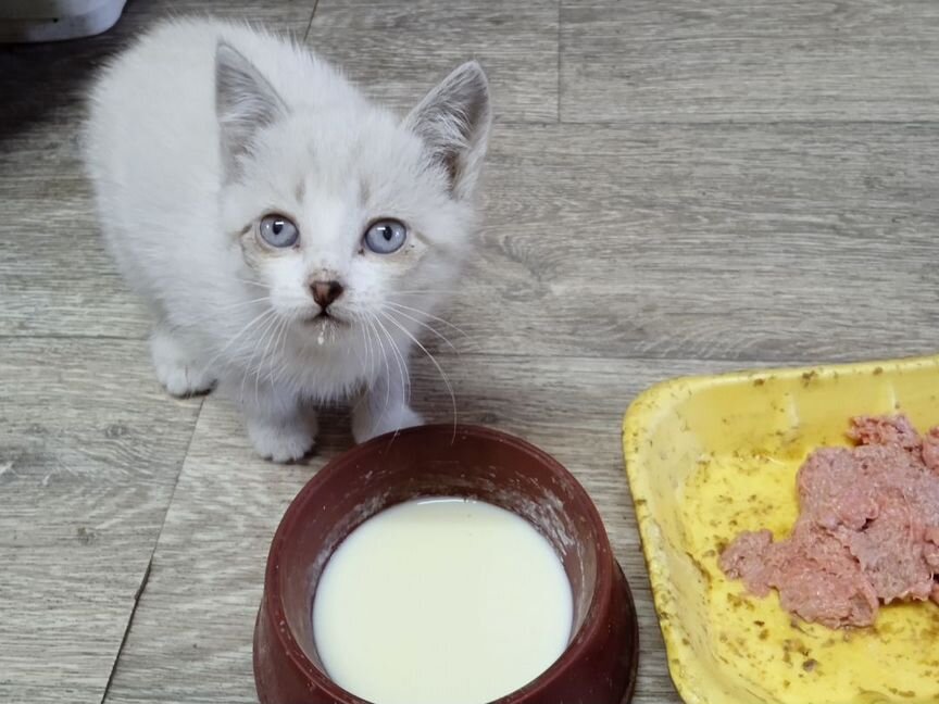 Отдам котят кушают самостоятельно в горшок ходят