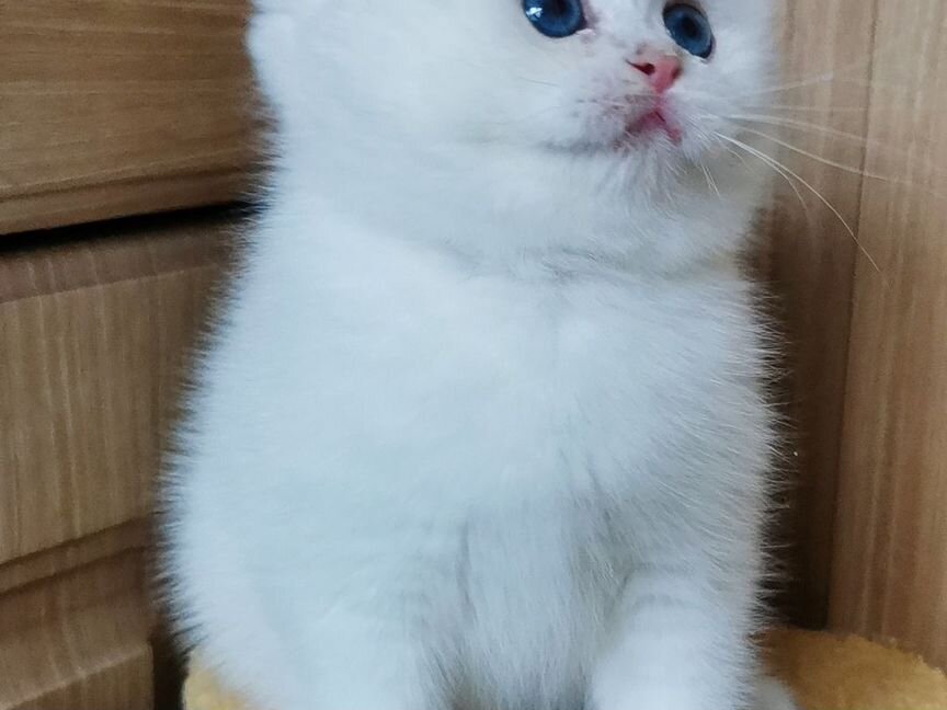 Шотландская вислоухая кошечка