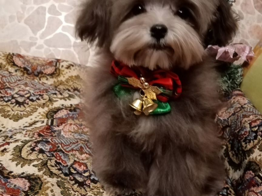 Эксклюзивная экстра Micro teddy