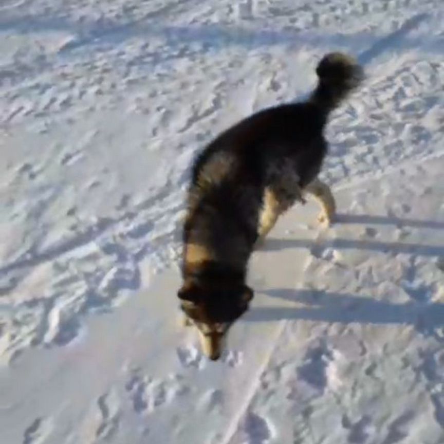 Хаски собачка