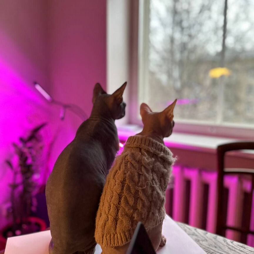 Котики сфинкс бесплатно