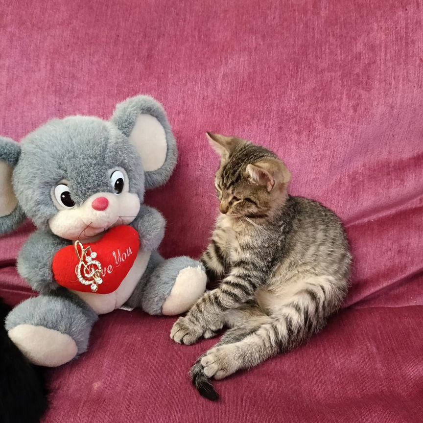 Котенок мальчик