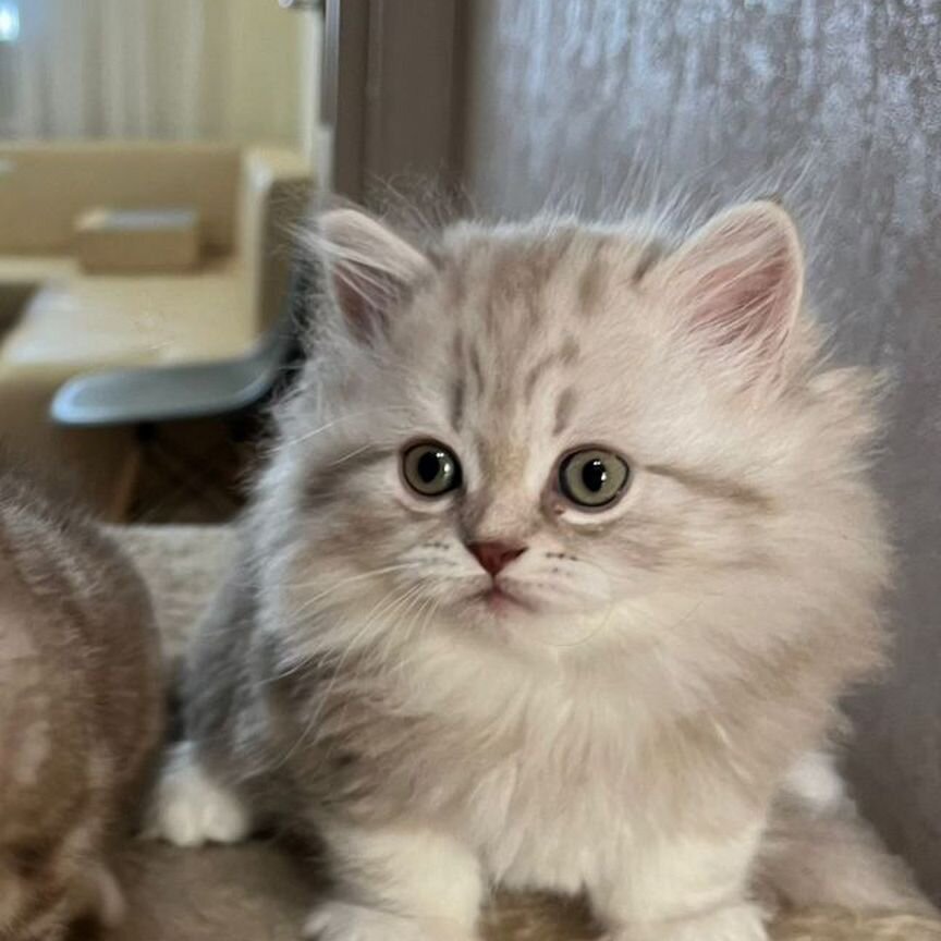 Шотландский прямоухий кот