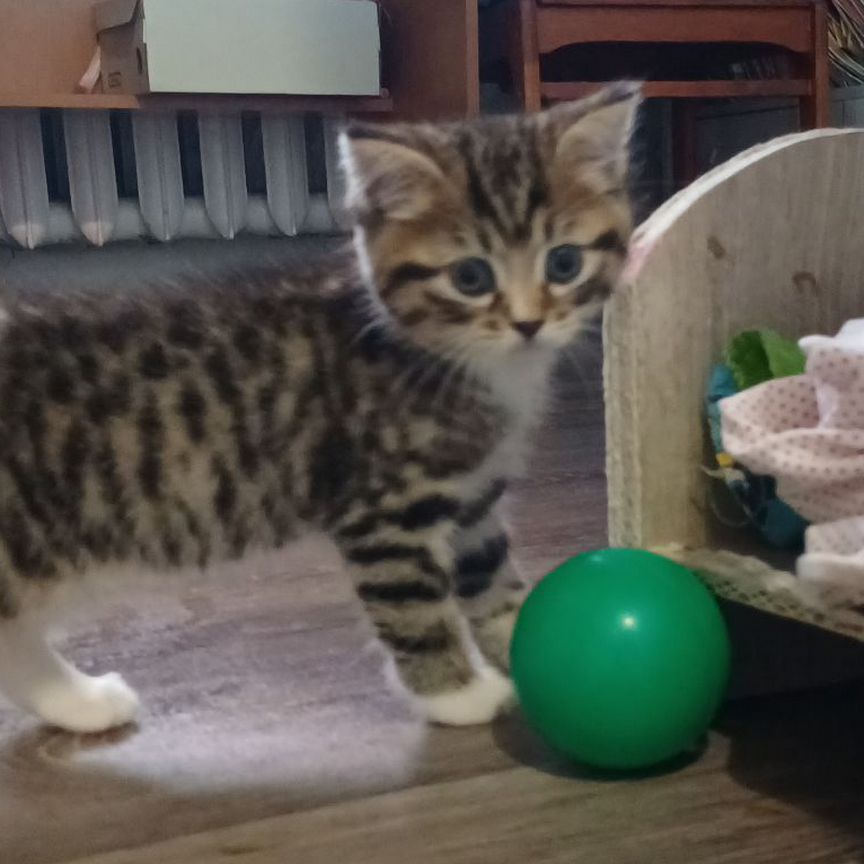 Котёнок в добрые руки