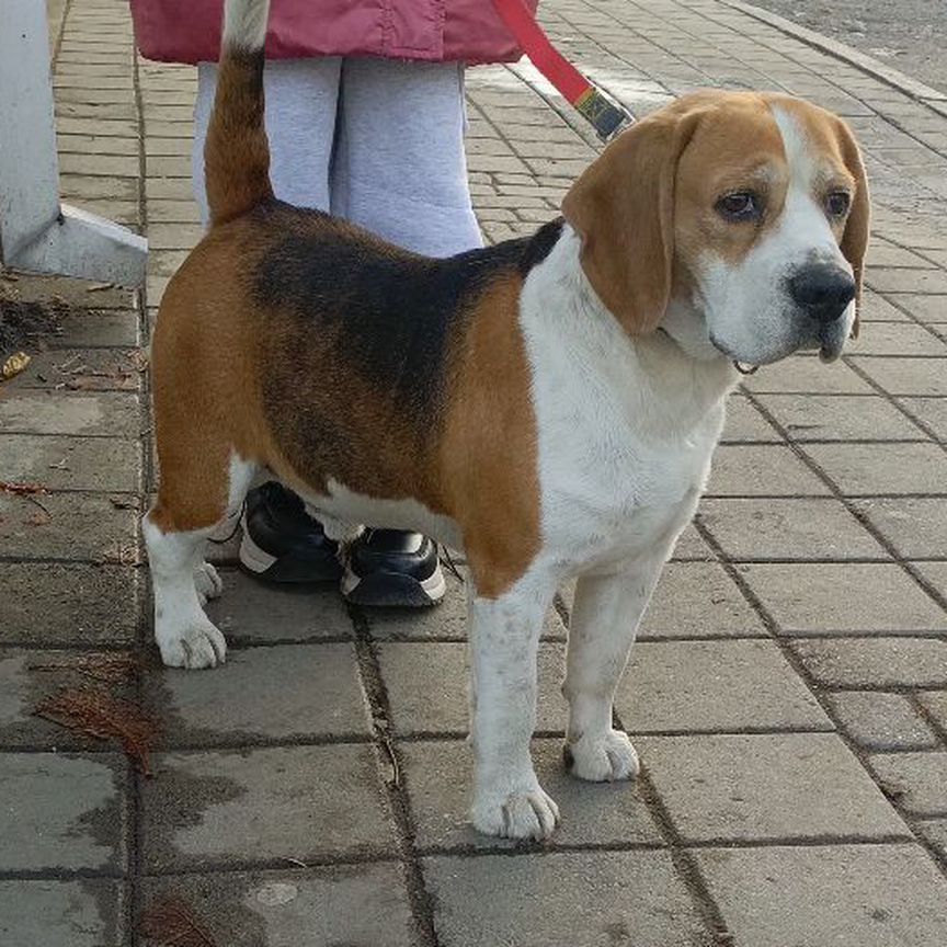 Найдена собака, породы Бигль