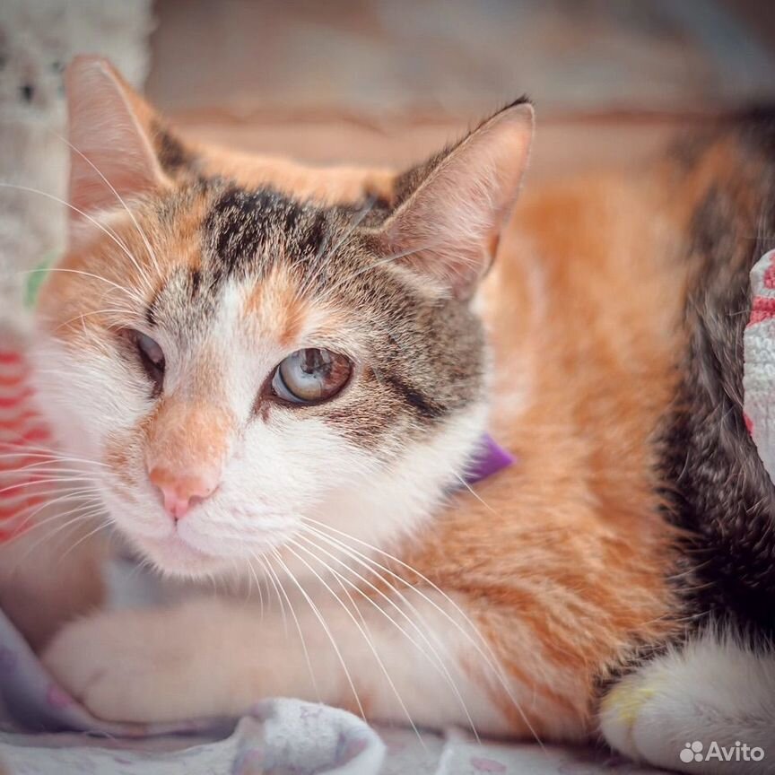 Слепая кошечка Люба