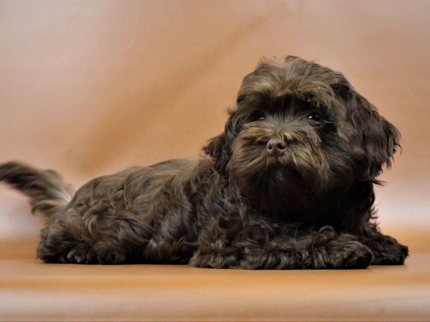 Русская Цветная Болонка